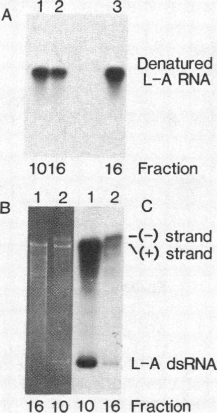 A Analysis Of Denatured Rna Polymerase Reaction Products Of