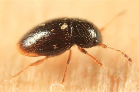 Ptenidium Sp Photo Tom Murray Photos At