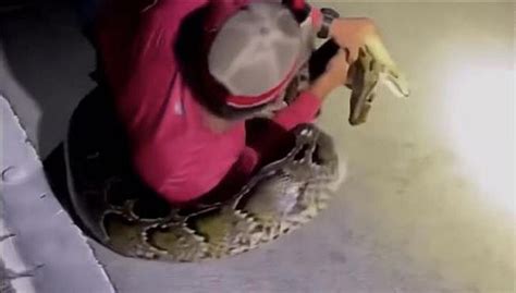 Florida Man Battles Record Breaking Python On Highway
