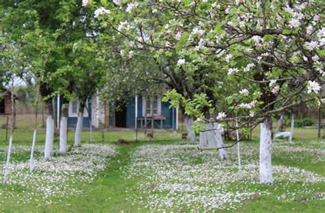 მეგრული ოდა [ფოტო] • Netgazeti Ge