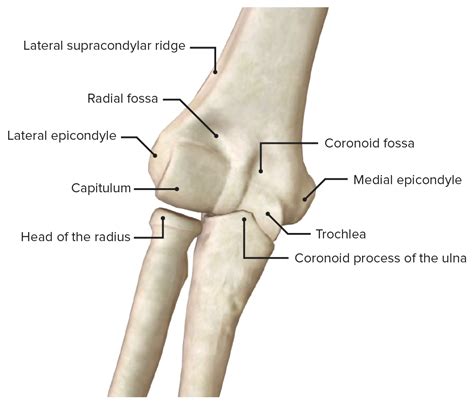 Elbow Joint Anatomy Video Lecturio Medical