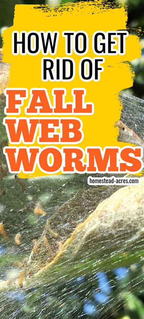 Fall Webworm Control How To Get Rid Of Fall Webworms Easily Easy