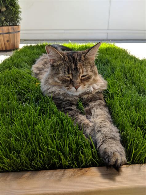 Cat Grass Plants At Charlie Richard Blog
