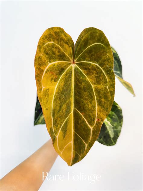 Anthurium Papillilaminum Narrow Variegated X Red Vein Dark Phoenix 4