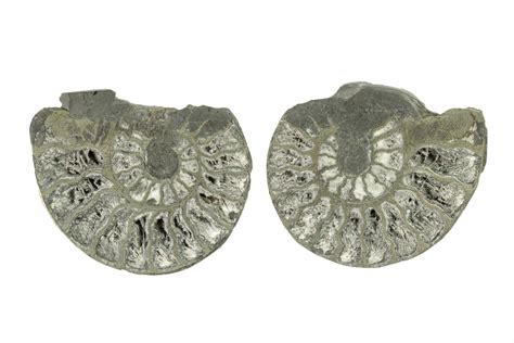 1 7 Pyritized Cut Ammonite Fossil Pair Morocco 276689 For Sale