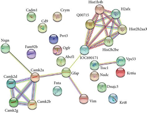 Bioinformatics Analysis Of Hippocampus And Functional Annotation Of