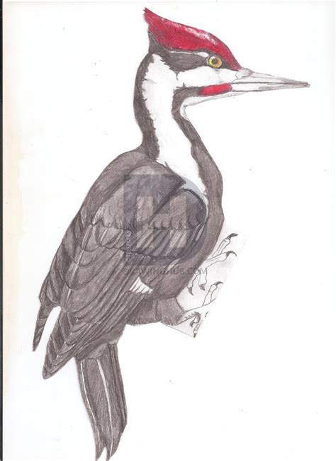 Pileated Woodpecker Drawing At Explore Collection