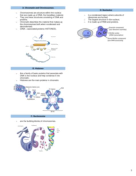 SOLUTION Cell Structure And Function Nucleus Studypool