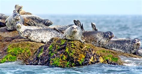 통영서 멸종위기 점박이 물범 출현