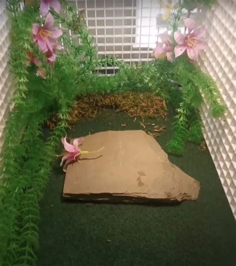 26 Diy Turtle Basking Area Ideas For A Perfect Sunning Spot The Turtle Hub