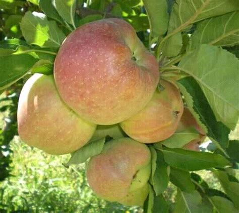 أولاد زينةأولاد عيار تراثنا