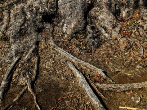 Big Tree Root Texture Background Stock Image Image Of Bark Grunge