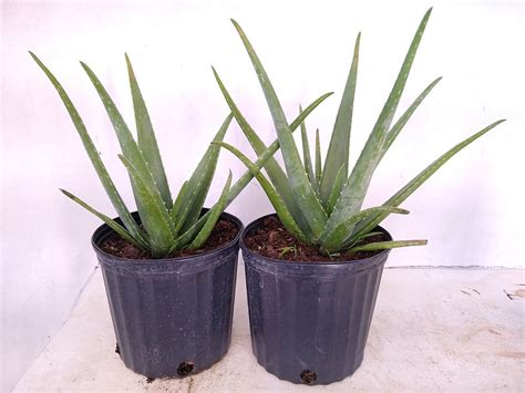 Buy Aloe Vera Medicinal Aloe Free Shipping Over 100