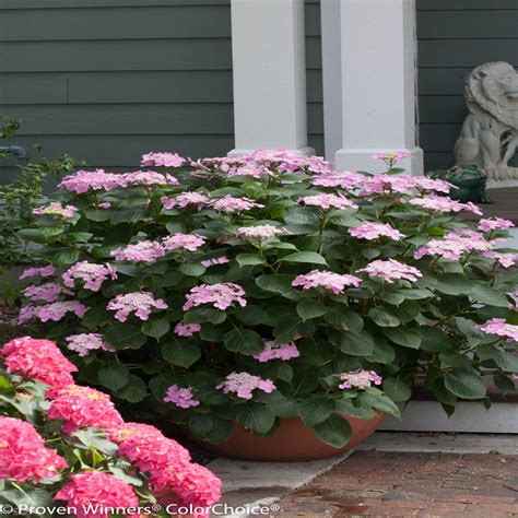 Hydrangea Macrophylla Lets Dance Starlight Big Leaf Hy Siteone