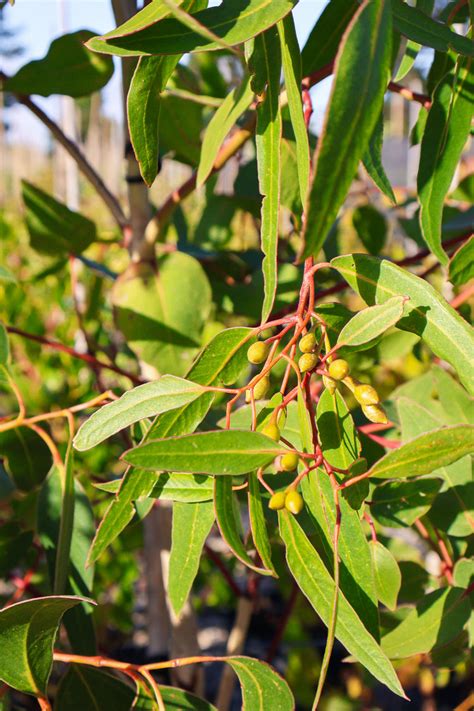 Eucalyptus Leucoxylon Euky Dwarf Evergreen Trees Direct