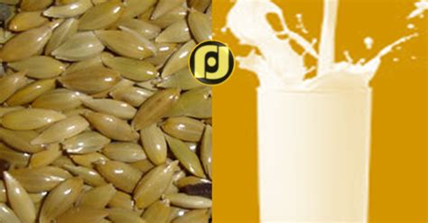 O Buskador Comida De Passarinho Faz Bem Para O Corpo Humano