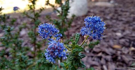 Ceanothus Dark Star Album On Imgur
