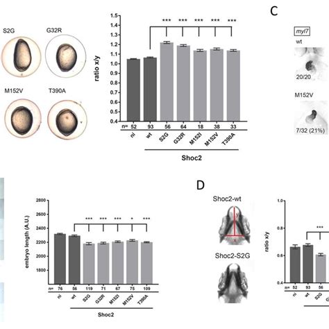 Pdf Expanding The Molecular Spectrum Of Pathogenic Shoc2 Variants Underlying Mazzanti Syndrome