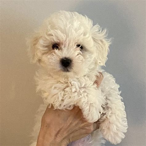 Sweetangelsbolognese Bolognese Puppies For Sale In Pennsylvania