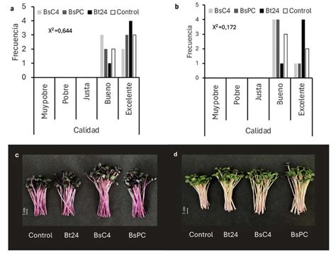 Efecto De Bacillus Spp Como Bioestimulante De Microvegetales De