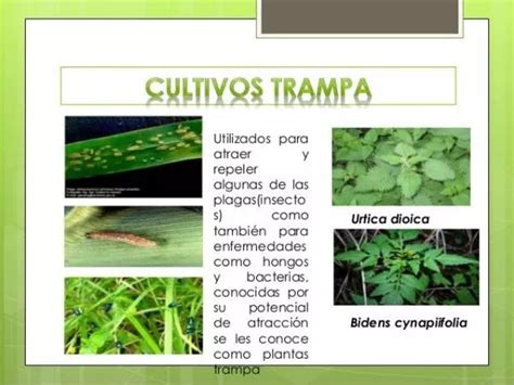 Allelopathy What Is It Types And Examples