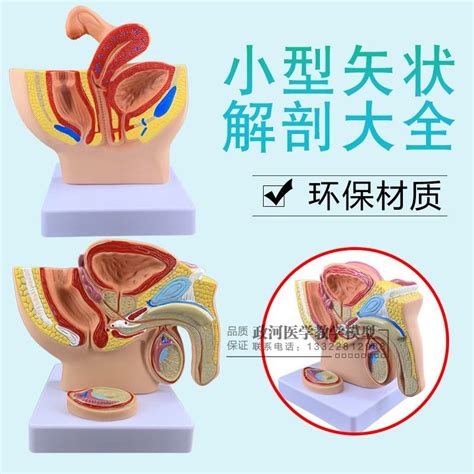 質量保證 教學模型 台灣熱銷桌面型男性前列腺模型 男科生殖器解剖 女性盆腔矢狀切面女性盆腔 蝦皮購物
