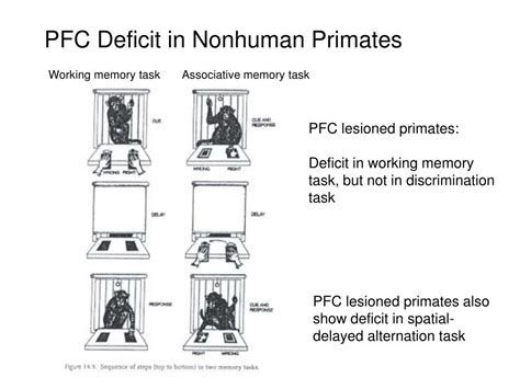 Ppt Working Memory Ii Working Memory Executive Control And Prefrontal Cortex Powerpoint