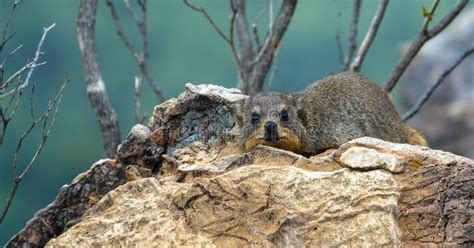 Procavia Capensis Is Commonly Found In Arid Land Habitat Including