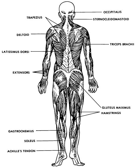 Skeletal Muscle Anatomy Britannicacom 32 Label The Structures Of A