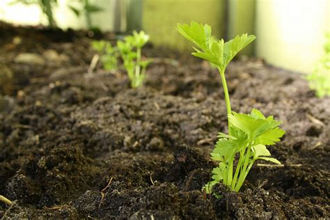 Celery Diseases And Pests Description Uses Propagation