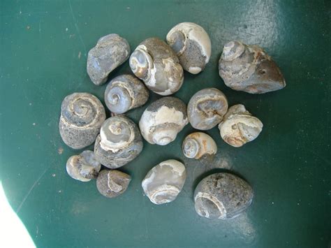 Polinices Member Collections The Fossil Forum