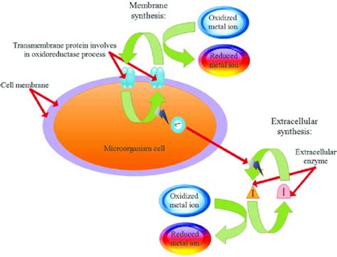 Microbial Synthesis Of Nanoparticles Blog
