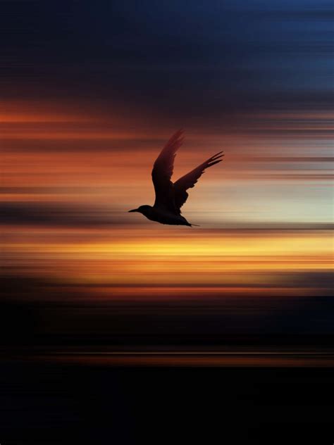 Download Flying Bird And Scenic Sunset Sky Wallpaper