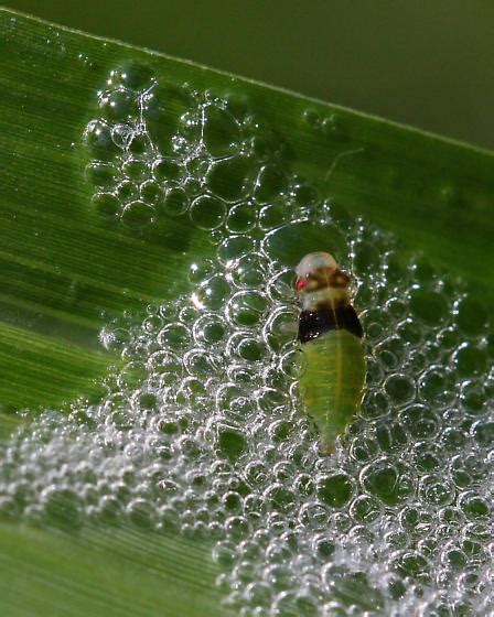 Spittlebug Nymph Two Lined Lepyronia Quadrangularis Bugguidenet