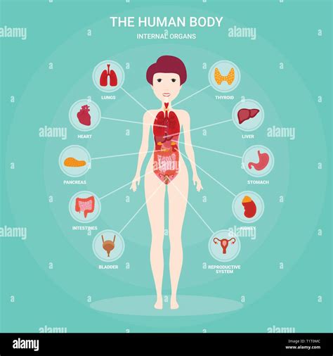 Digestive System In Female Anatomy Stock Vector Images Alamy