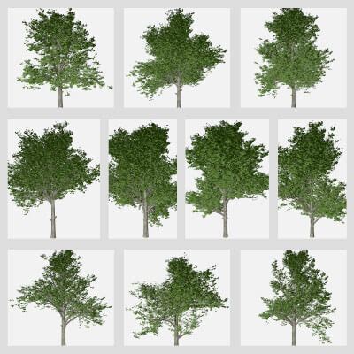 Red Maple Tree Collection By AntonioKowatsch