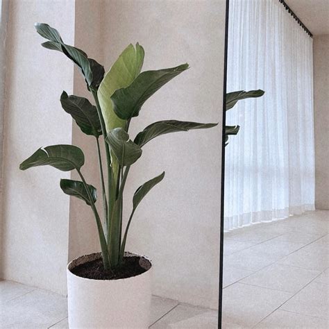 Easyplant Seeing How You Guys Style Your Eaysplants