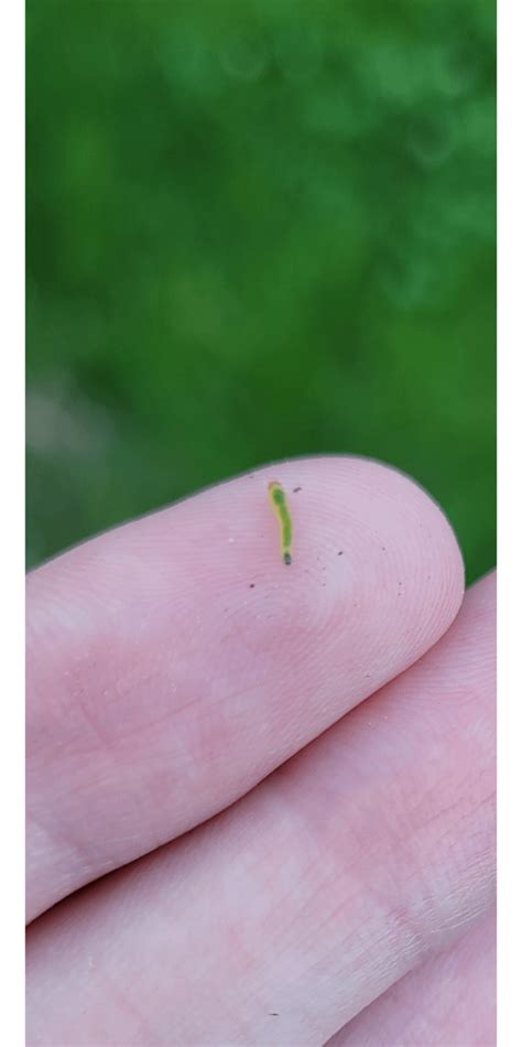 What Is This Little Leaf Eater Rroses