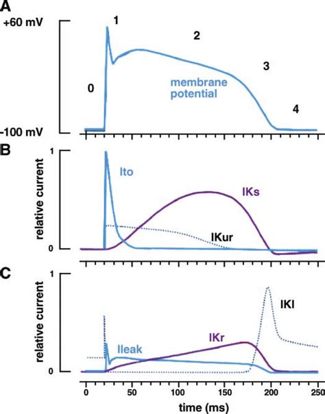 Repolarization Action Potential