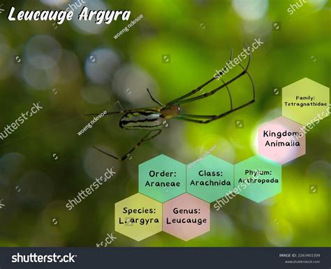Class Arachnida Diagram