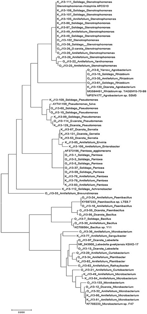 Frontiers | Endophytic Bacterial Community Structure and Function of ...