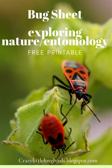 Bug Sheet Exploring Nature Entomology Free Printable
