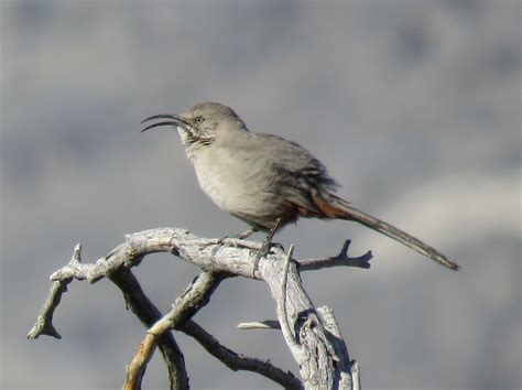 Birding Amargosa Conservancy
