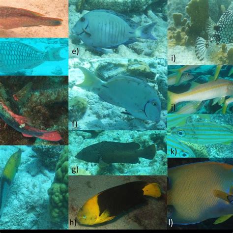 1 Examples Of Coral Reef Fish Species Infected With Dermal Parasites On
