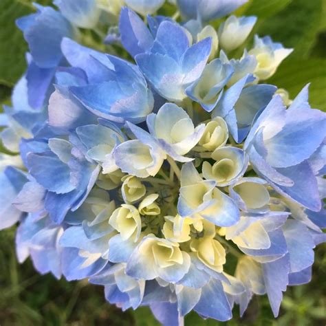 Snapshots Kianaesthetics