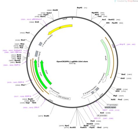 Addgene Opencrispr 1 Sgrna 16nt Stem