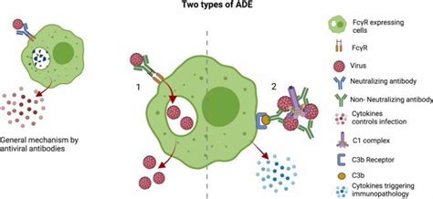 1 What Is Antibody Dependent Enhancement Ade In Simple Terms Ade