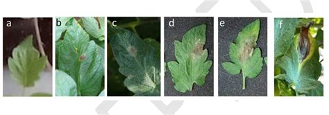 Figure 1 From Effectiveness Of Bacillus Pseudomycoides Strain For Biocontrol Of Early Blight On