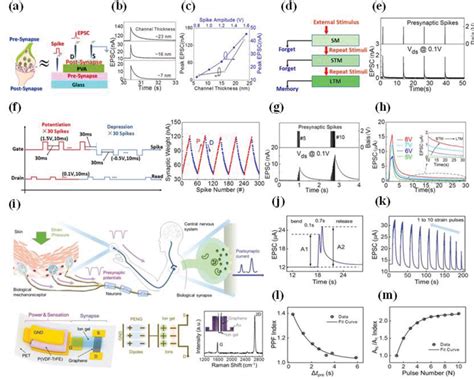 A The Diagram Of Biological Synapse And Pva‐transistor Device B The
