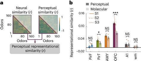 Neural Activity Patterns Represent Odor Percepts A Rsa Schematic For Download Scientific